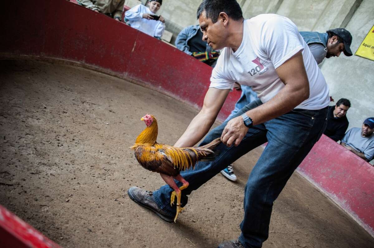 Police: 8 men arrested in Central Texas for cockfighting, more than 100 ...