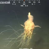 Oil workers spot 'flying spaghetti monster' lurking off the Angola ...