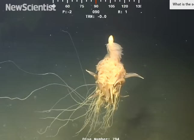 Oil workers spot 'flying spaghetti monster' lurking off the Angola coast