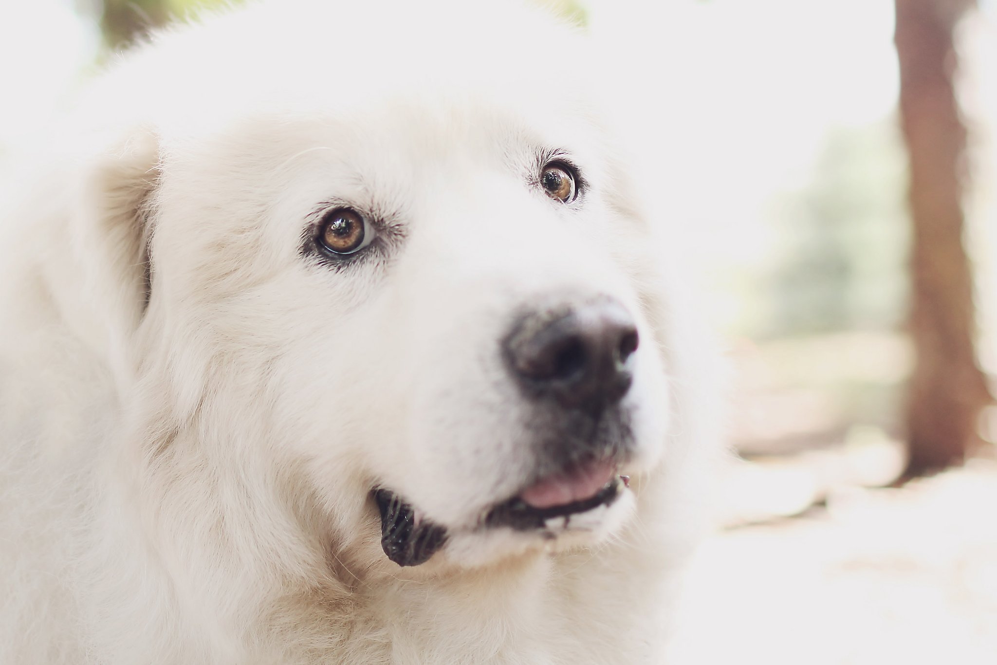 Loyal dog keeps vigil over his dead friend