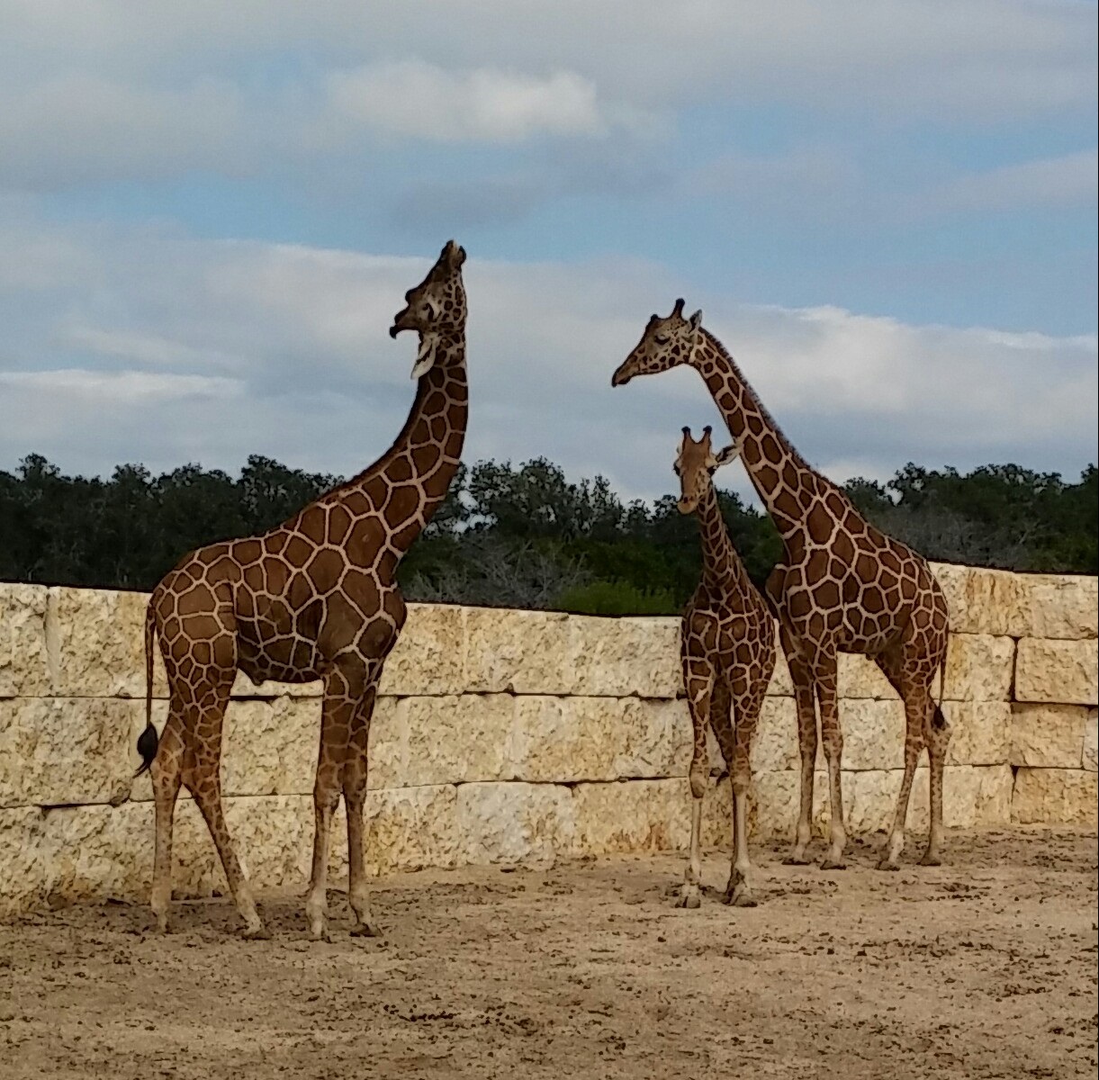 Workers put finishing touches on new giraffe exhibit
