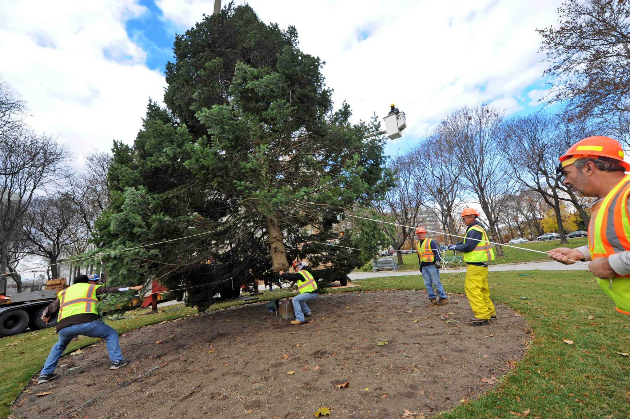 Christmas trees at Albany's East Capitol Park, Empire State Plaza