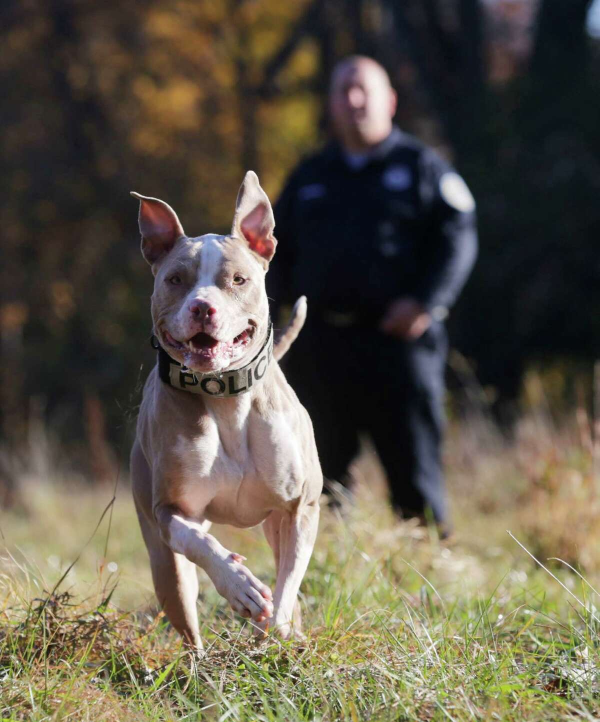 Pit bull police dog defies stereotypes