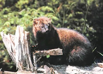 A fisher cat found in a Guilderland neighborhood