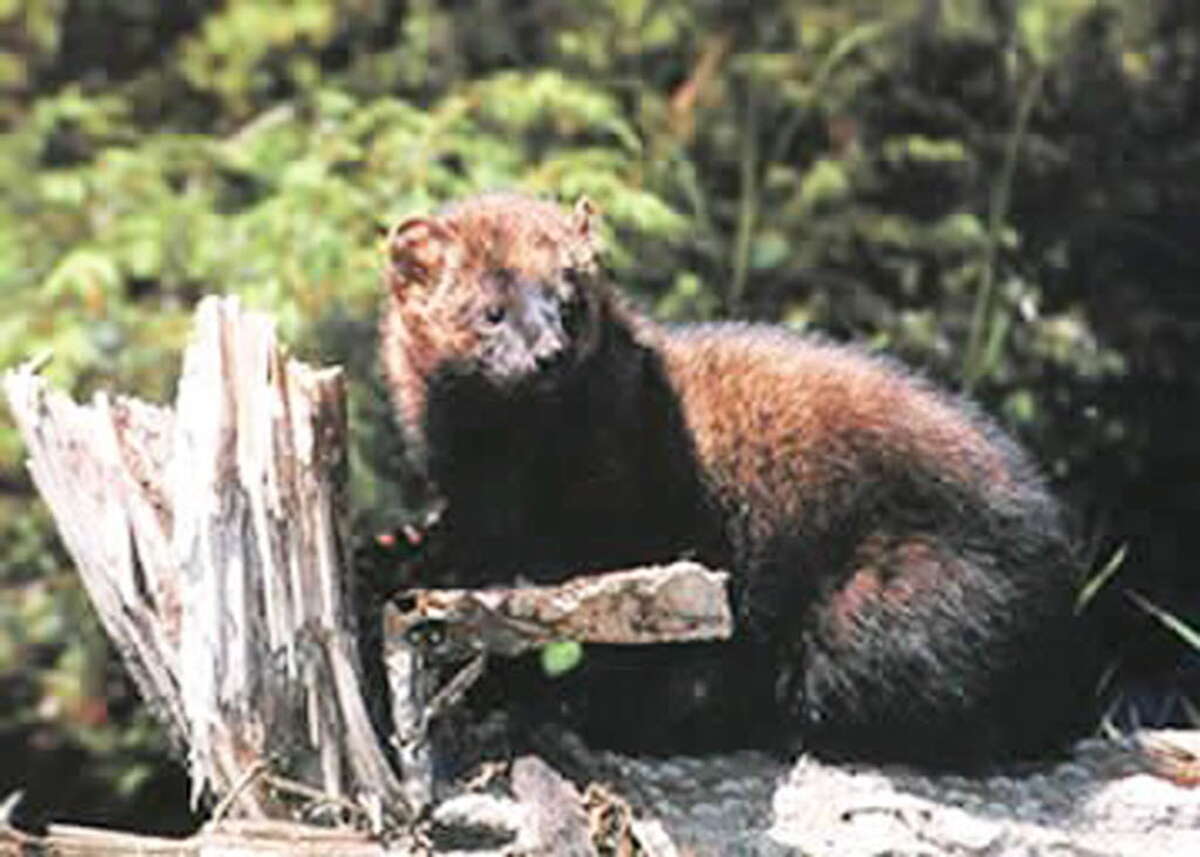 A fisher cat found in a Guilderland neighborhood