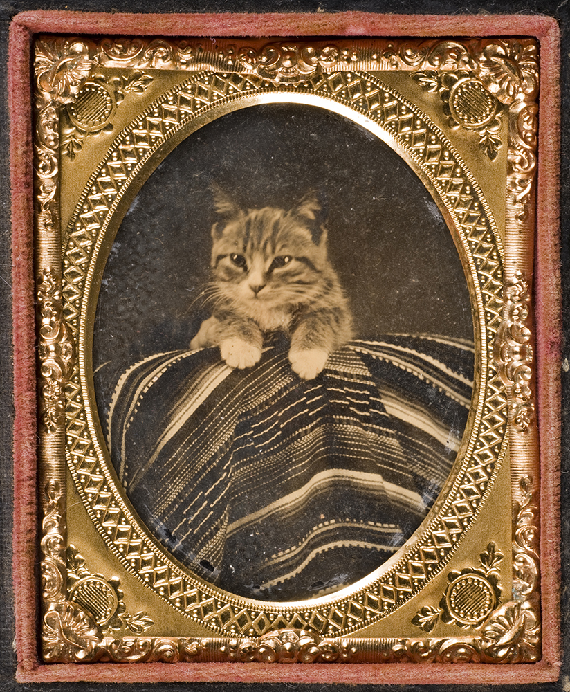 Rare Texas cat photograph from the Civil War is the great ancestor of ...