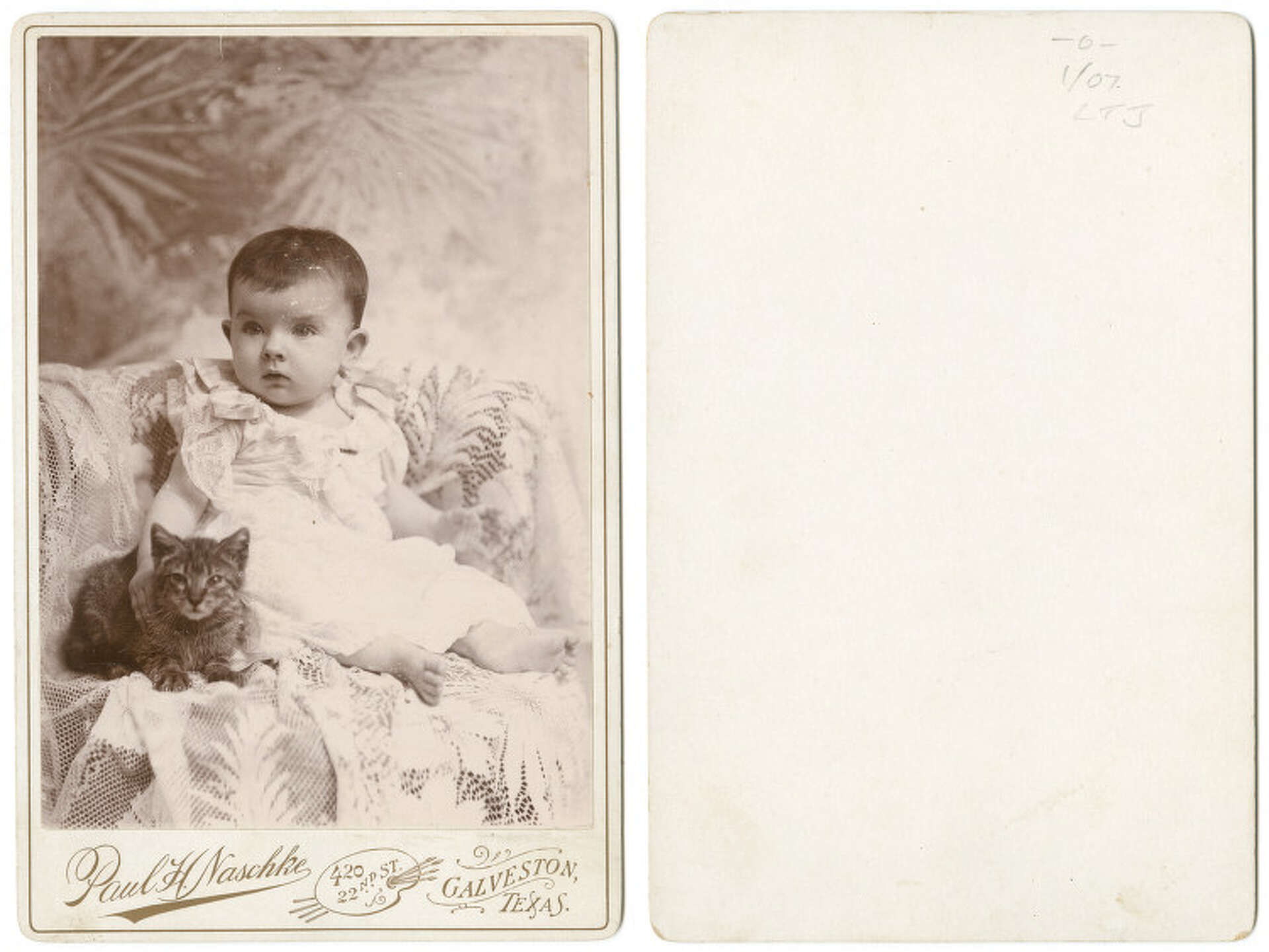 Rare Texas cat photograph from the Civil War is the great ancestor of ...