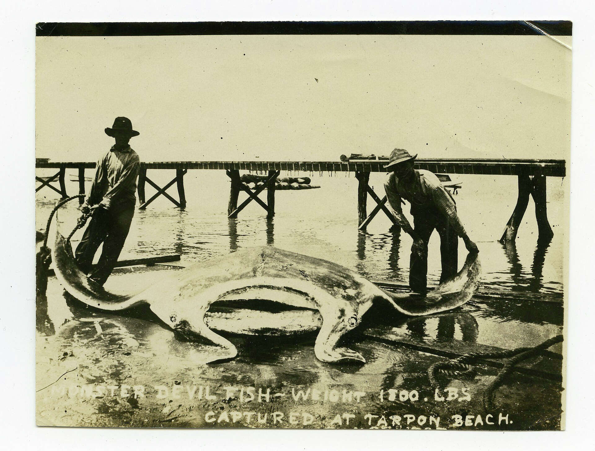 Texas 1890s photograph shows 16-foot alligator roped from a tree, other ...
