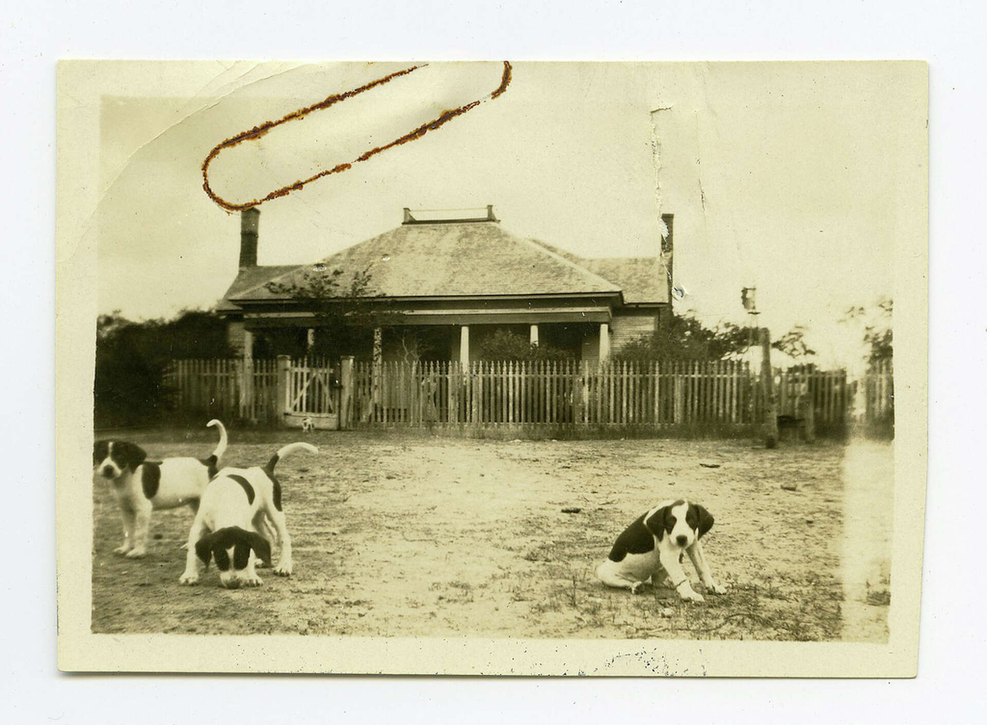 Rare Texas cat photograph from the Civil War is the great ancestor of ...