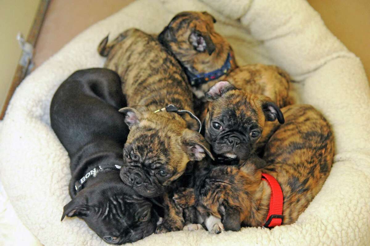 Why Do Puppies Huddled Together