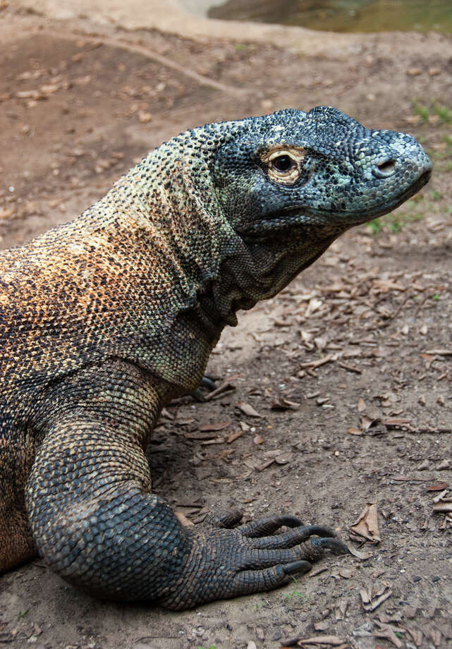 Houston Zoo's white alligator Blanco retiring from zoo life - Houston ...