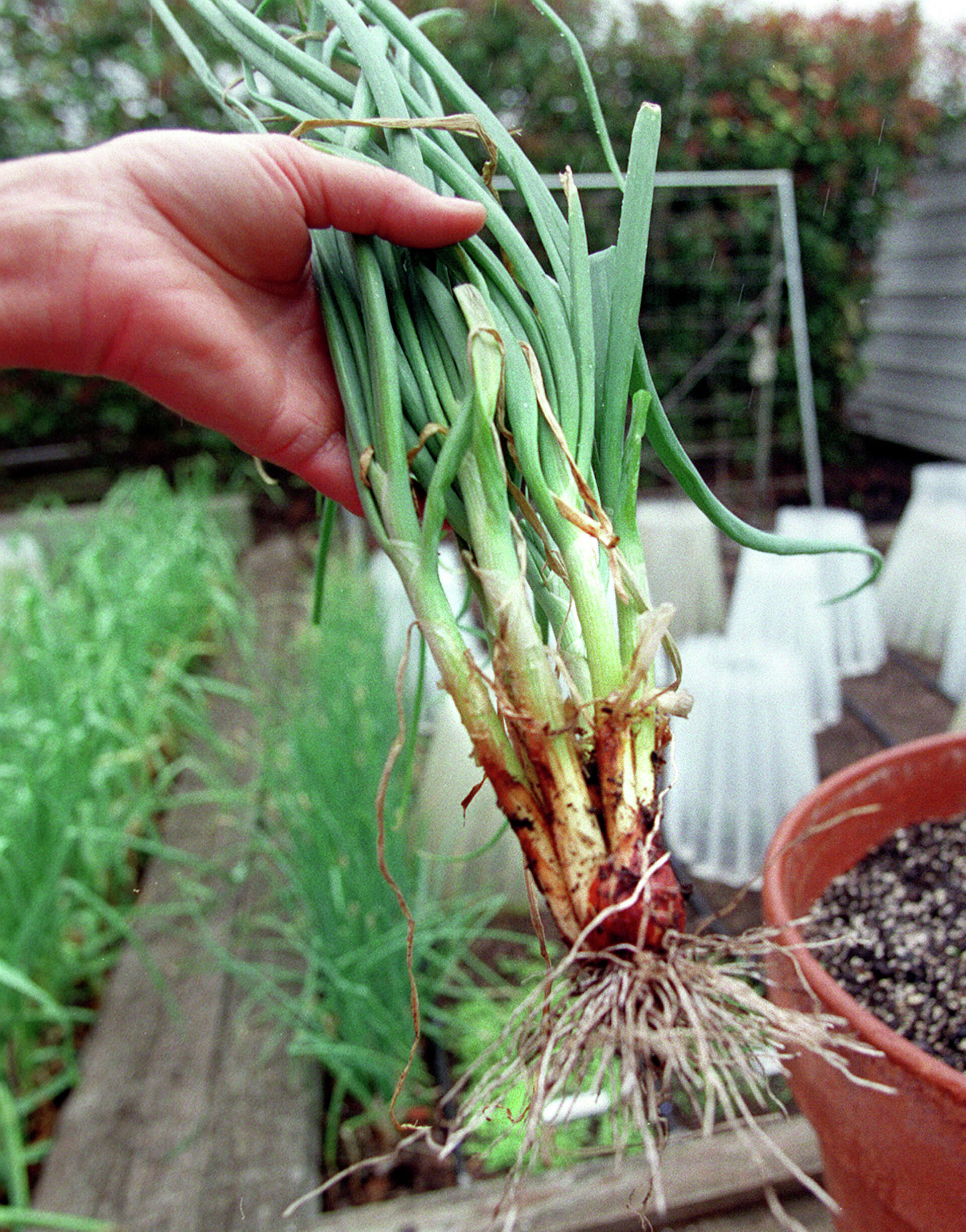 What to do in the garden now: Plant onions and put up suet blocks