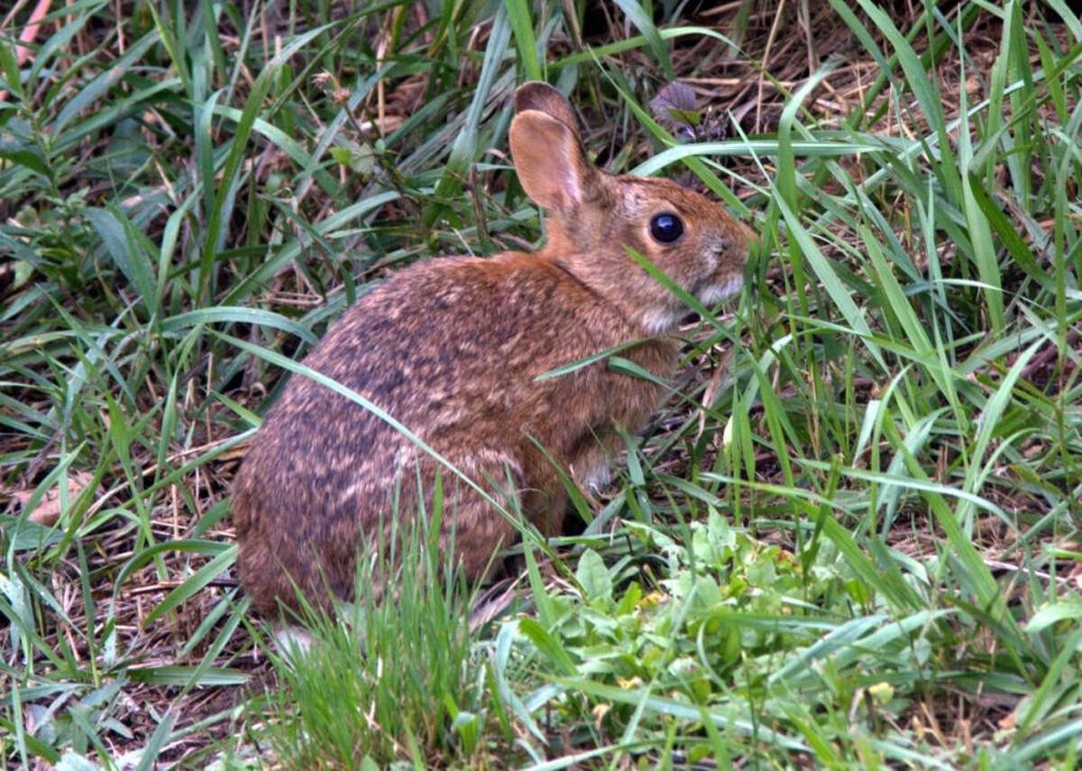 Dolphins visit Greenwich Point