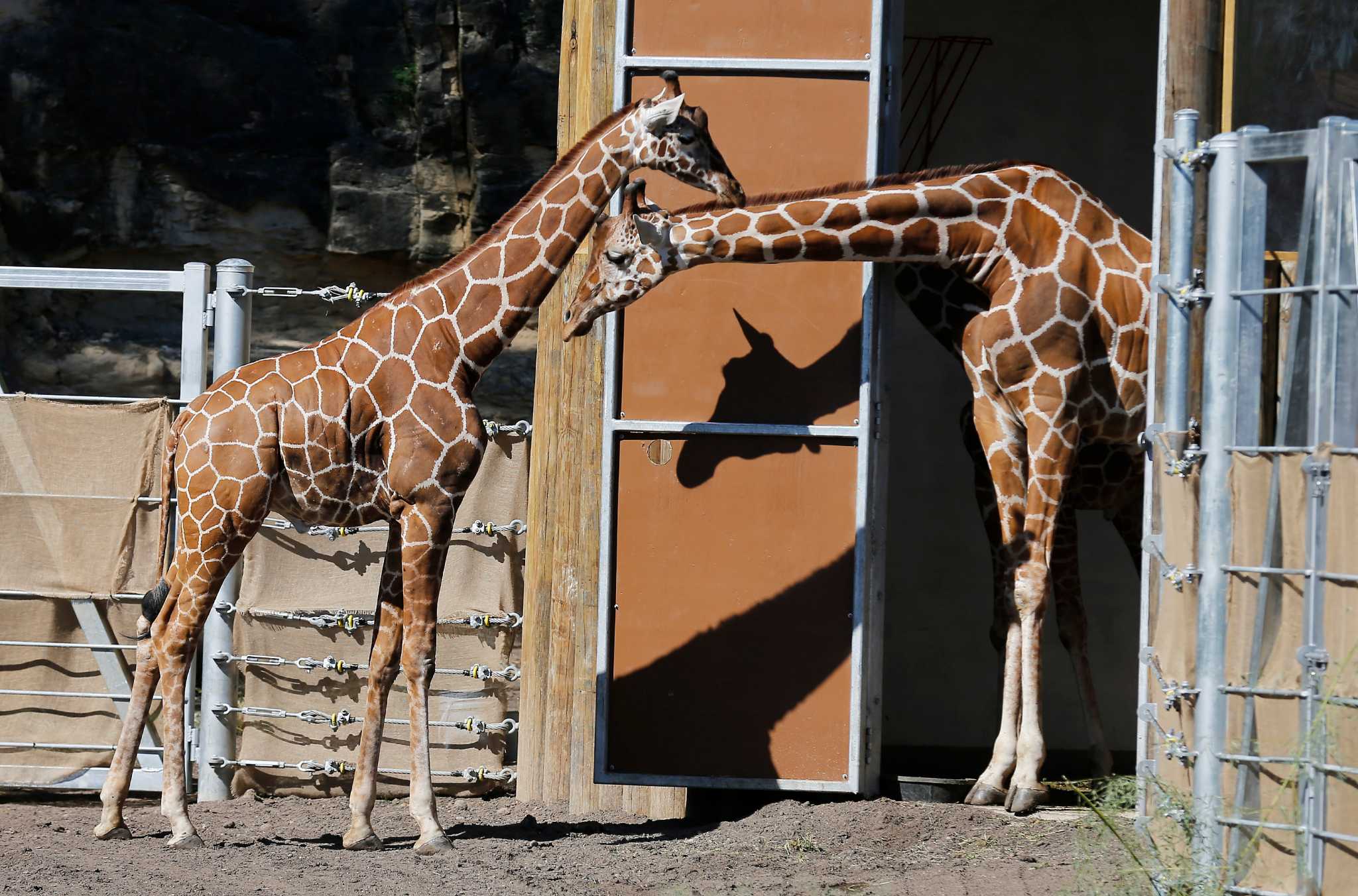 San Antonio Zoo opens new exhibit featuring 3 giraffes