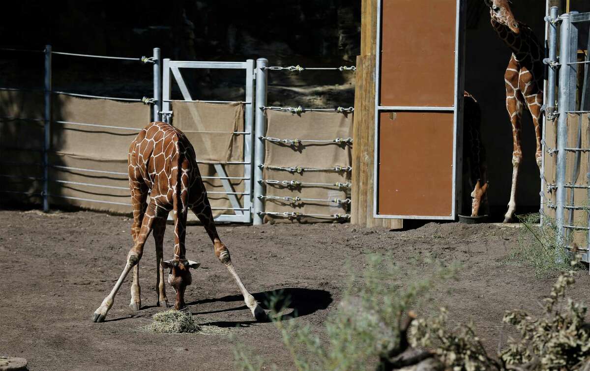 Giraffes at the San Antonio Zoo get new names