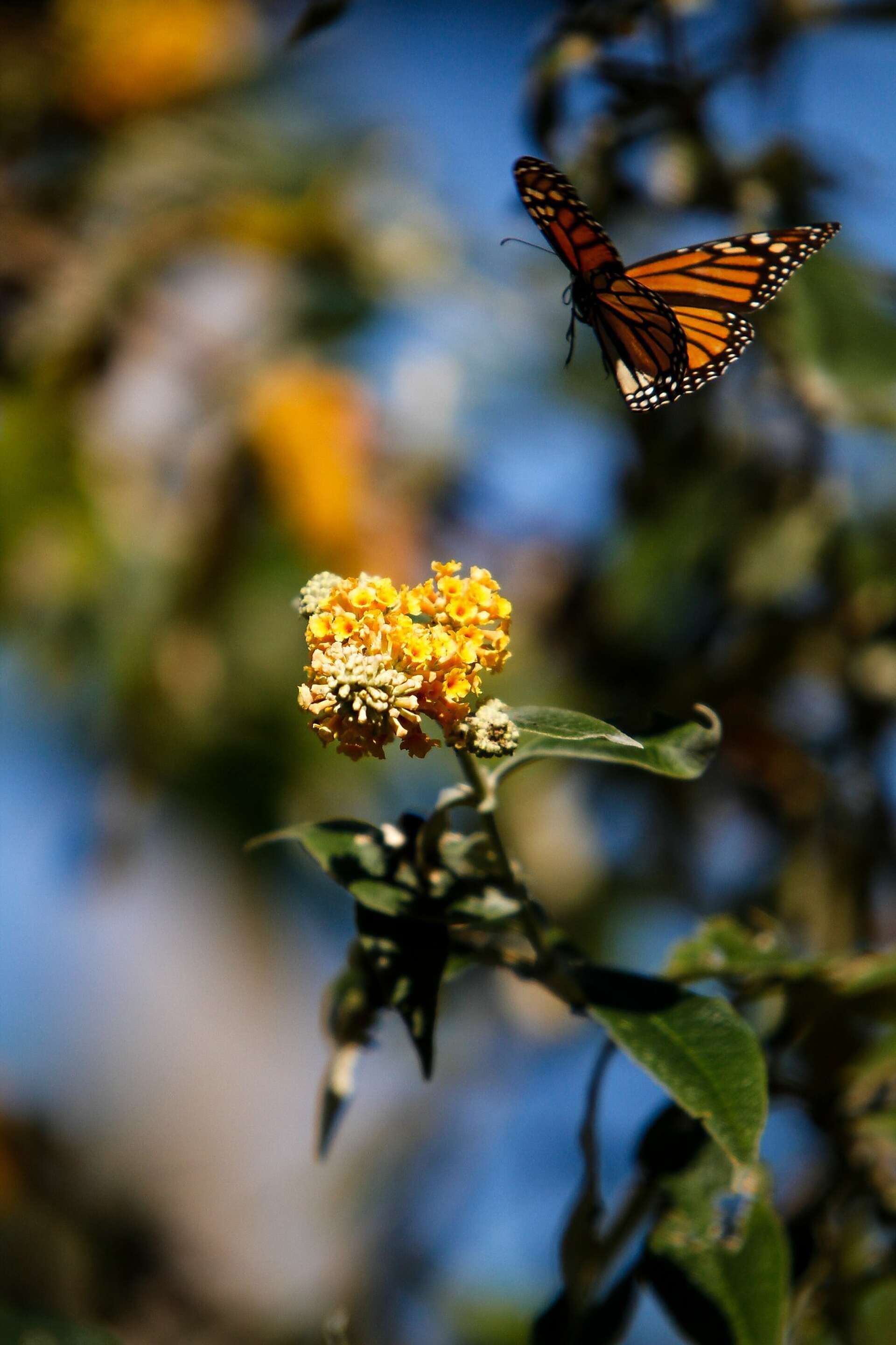 A mystery predator is creating undead 'zombie butterflies' in Pacific Grove