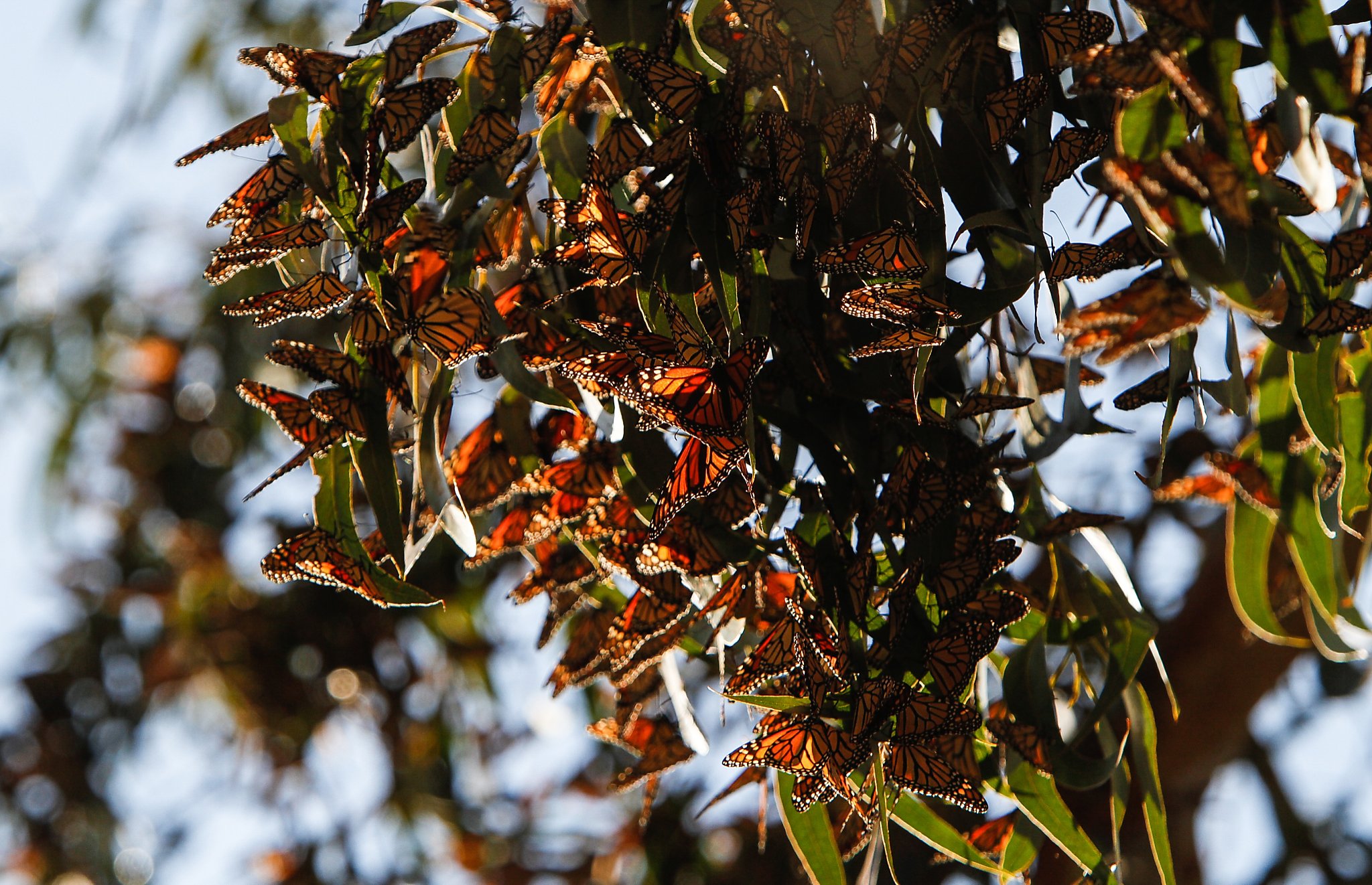 A mystery predator is creating undead 'zombie butterflies' in Pacific Grove