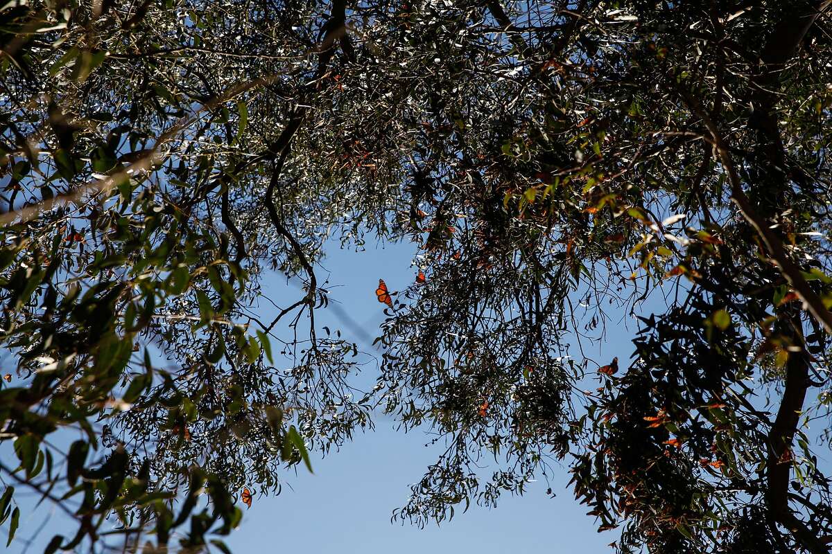 A mystery predator is creating undead 'zombie butterflies' in Pacific Grove