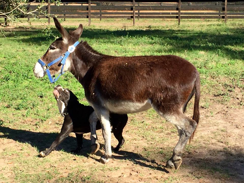 Pit bull, donkey make for best friends, traveling partners in Texas town