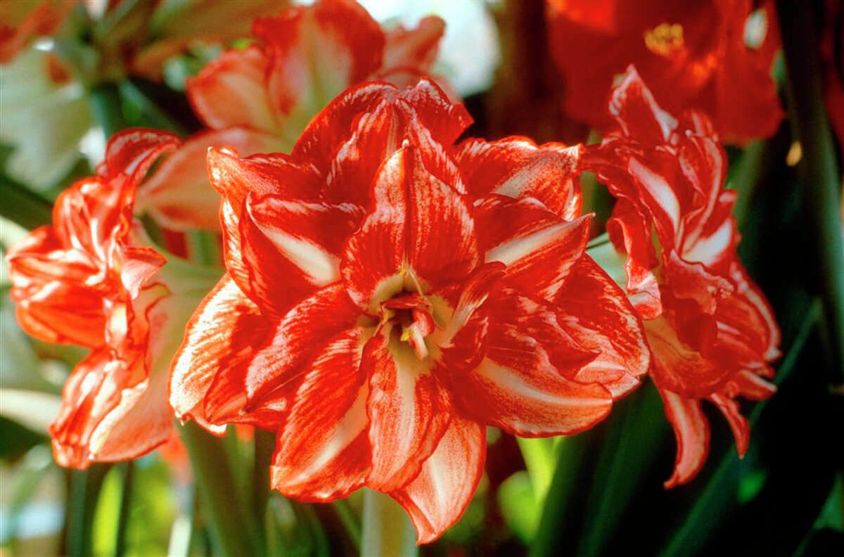 Enjoy spring blooms in the winter by 'forcing' amaryllis, paperwhites