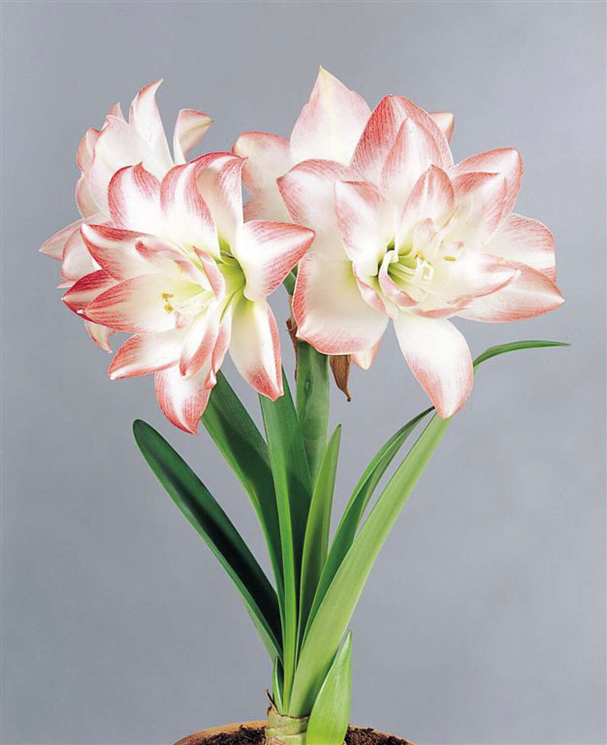 Enjoy spring blooms in the winter by 'forcing' amaryllis, paperwhites