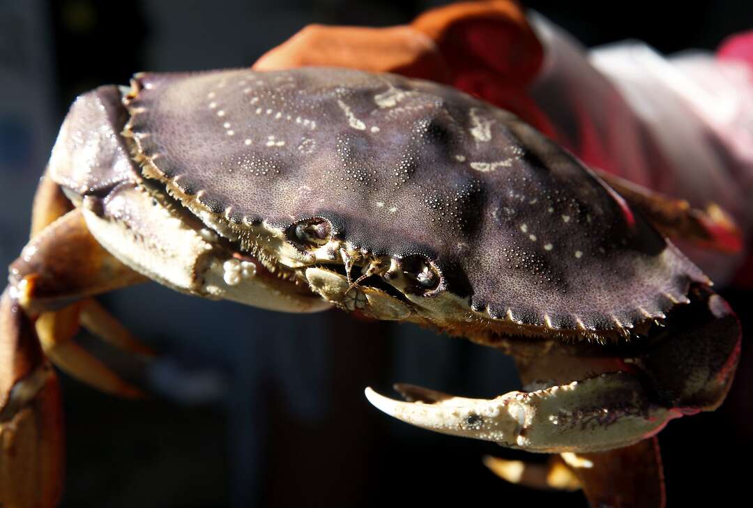 California’s commercial Dungeness crab season to stay closed