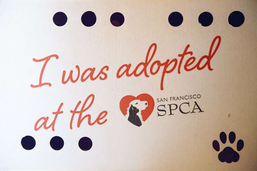 SF SPCA holding adoption pop-up at Embarcadero Center through February