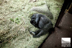 Woodland Park Zoo's oldest gorilla dies at 50