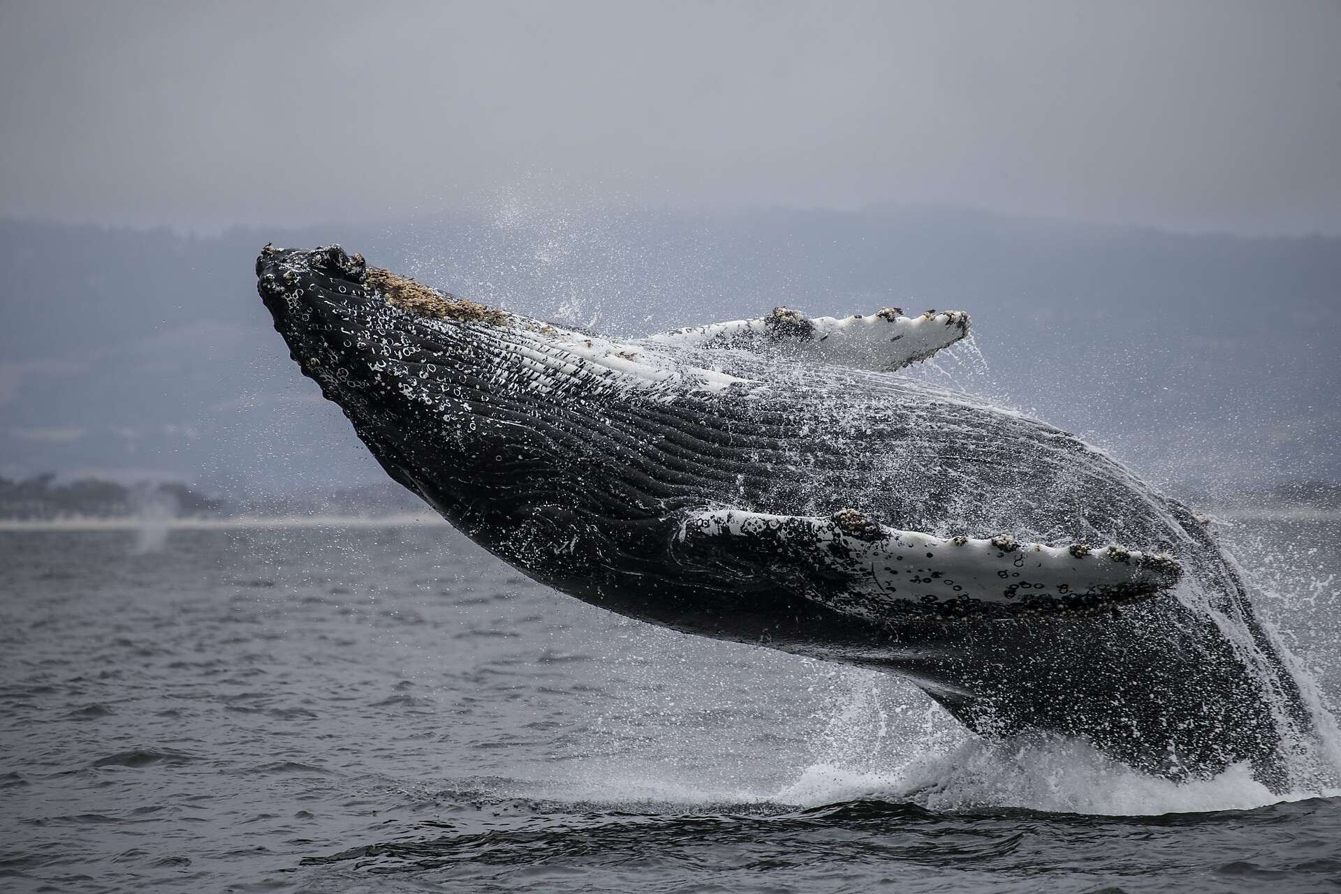 Best places to view winter wildlife in Monterey County