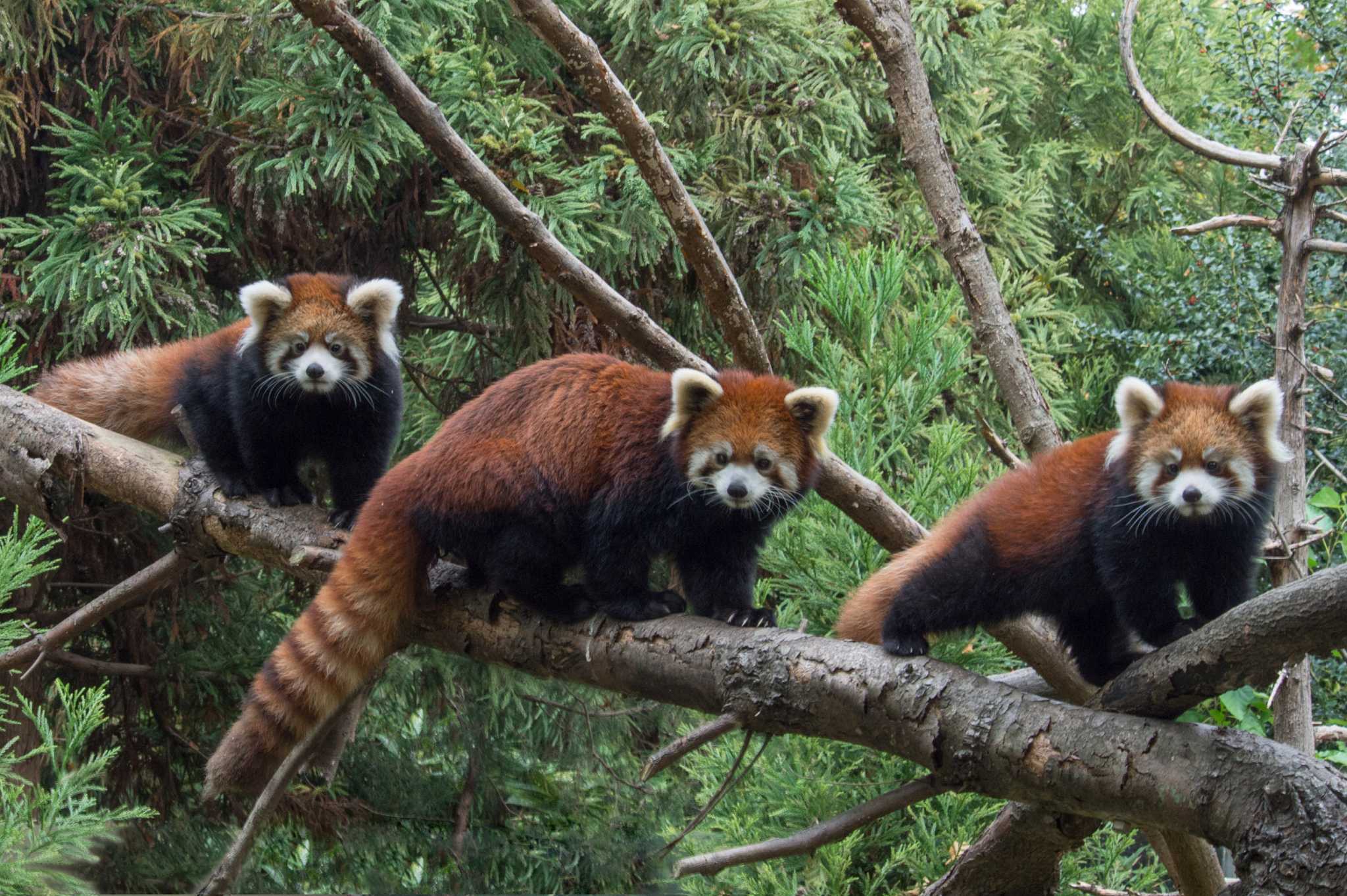 Red pandas make their debut