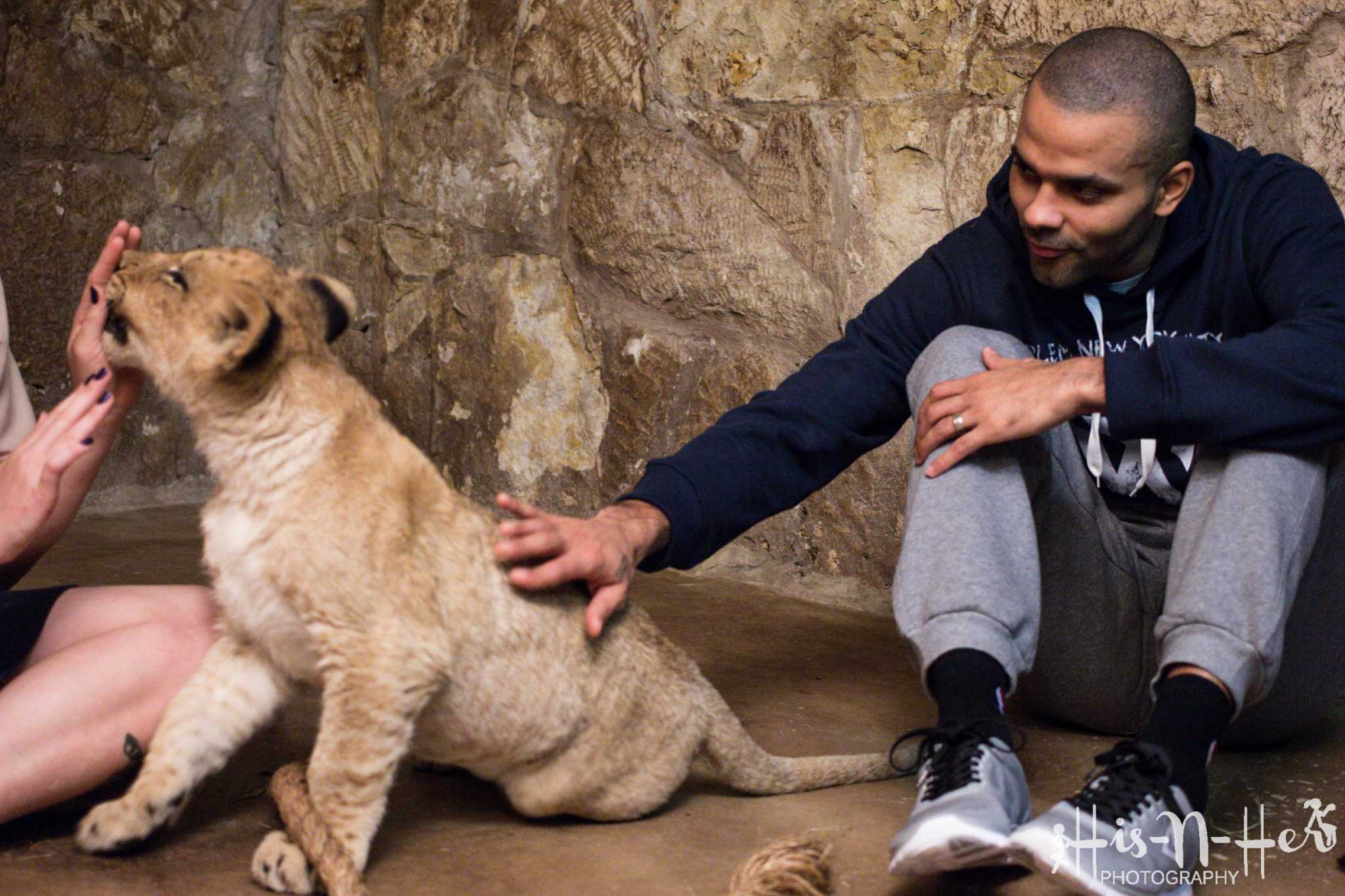 Spurs' Tony Parker hangs out, names three lion cubs at the San Antonio Zoo