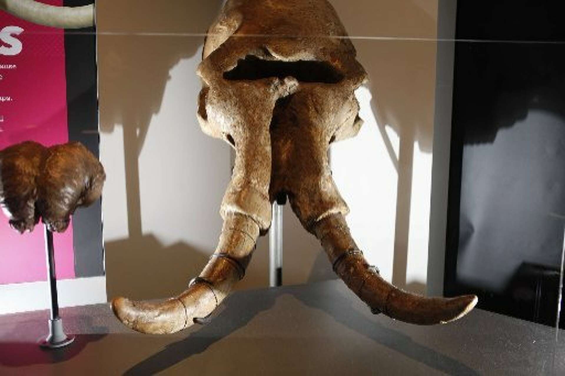 When Columbian mammoths roamed San Francisco