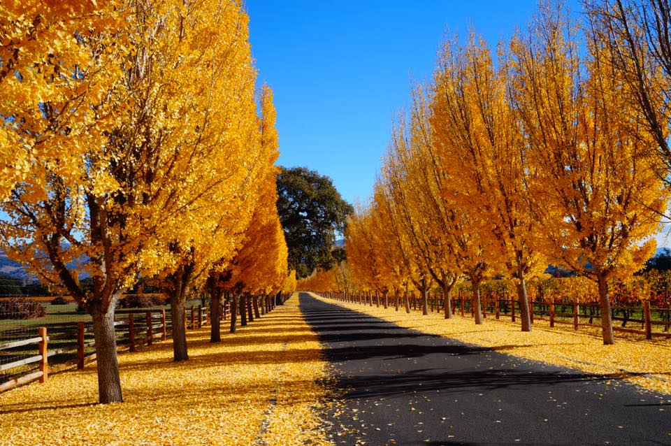 Fall Colors Peak in the Bay Area