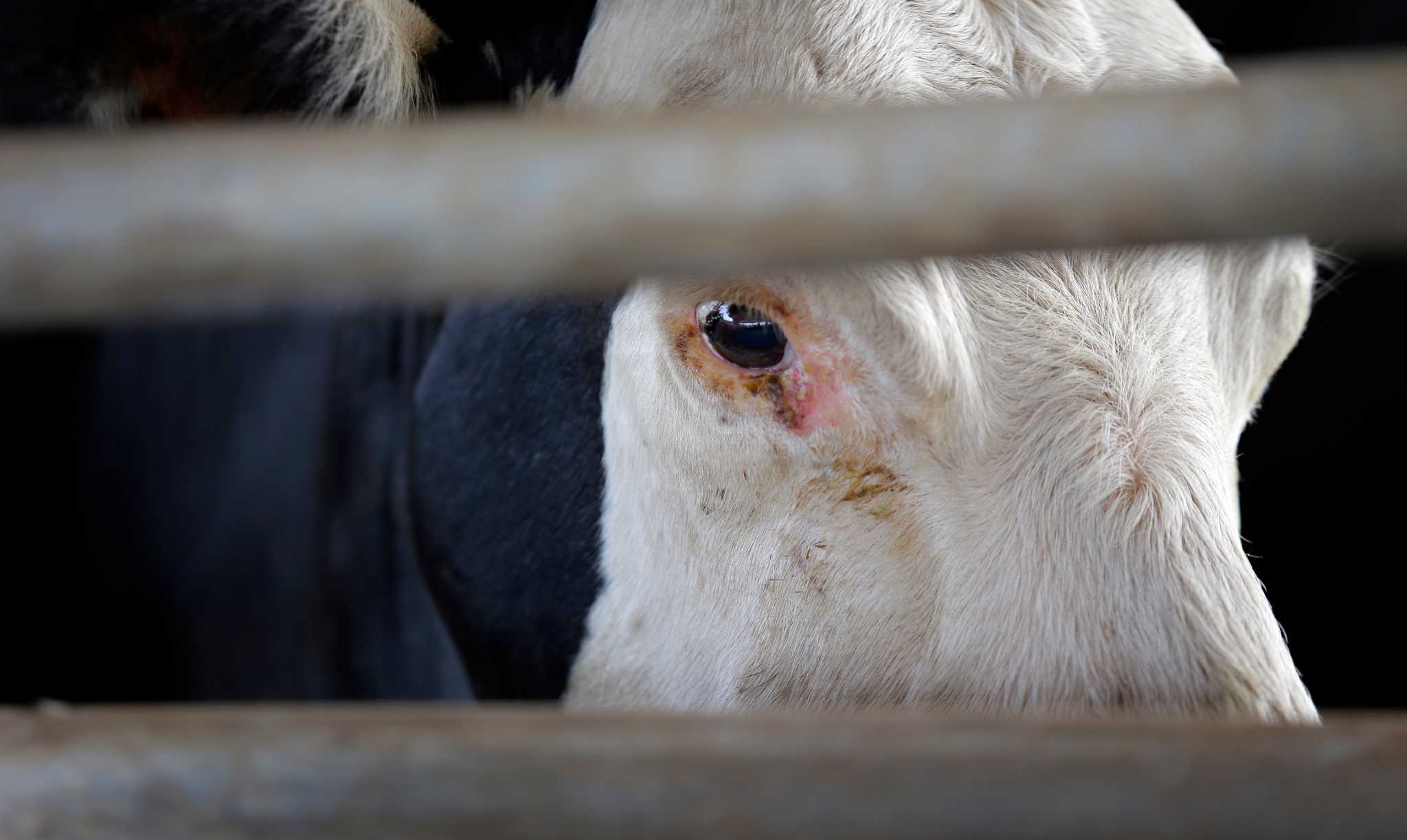 Fattest-ever U.S. cattle herd signals end to record beef prices