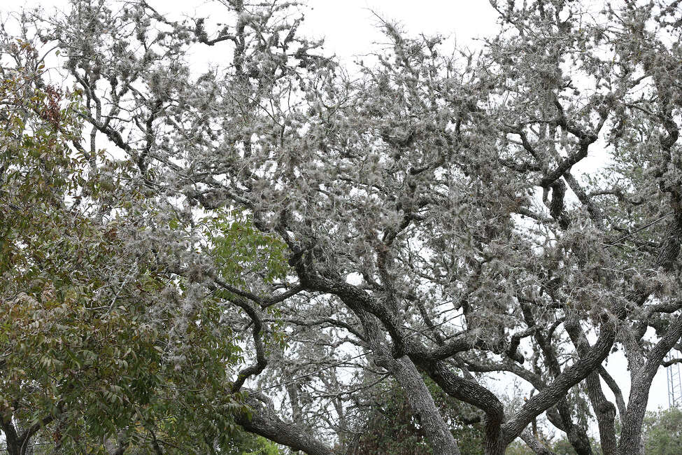 Fatal oak tree disease resurfaces in Glenville