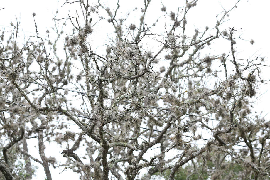 Fatal oak tree disease resurfaces in Glenville - Times Union