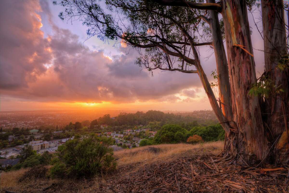 Oakland photographer's image of Marin a finalist in National Geographic ...