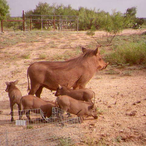 Warthogs invade South Texas