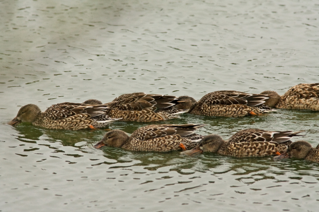 Migration celebration: Duck Day on tap for center