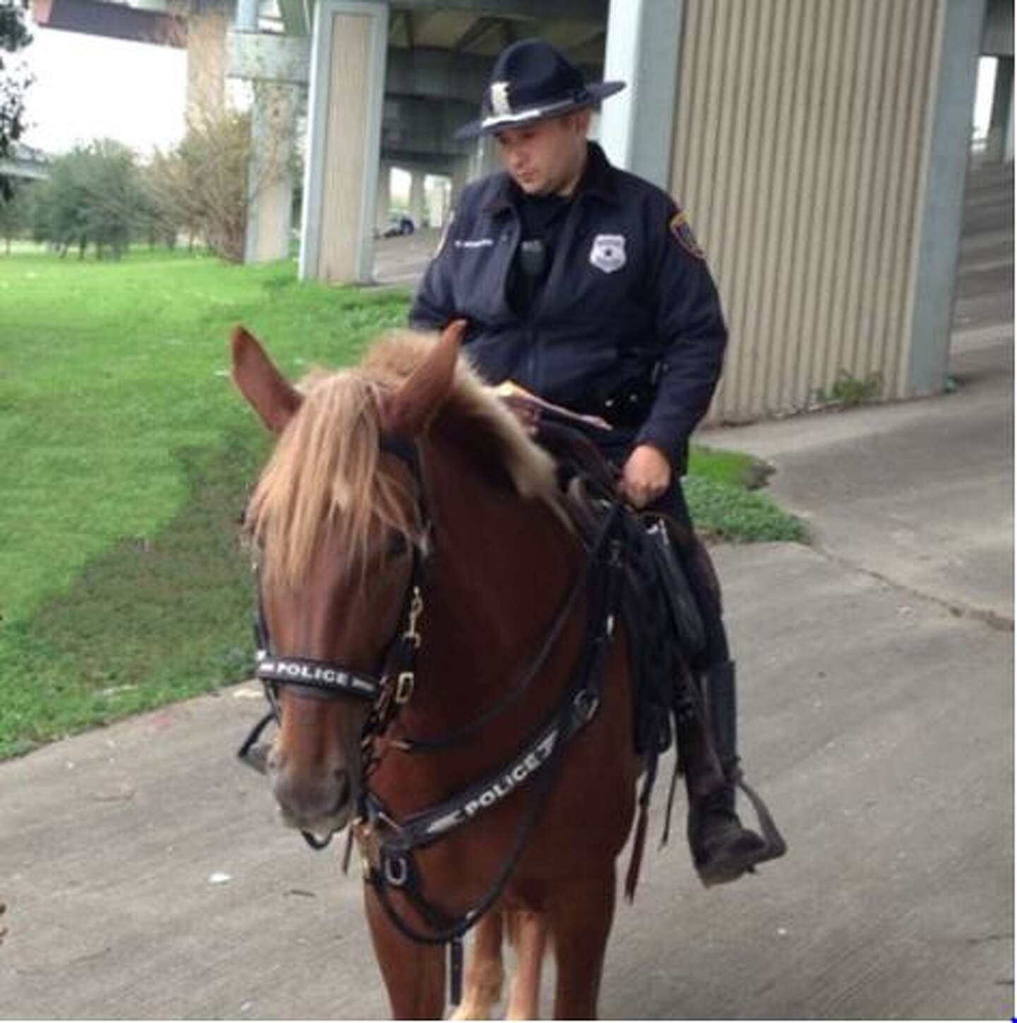 Touching photo of Houston Police officer with dying horse goes viral