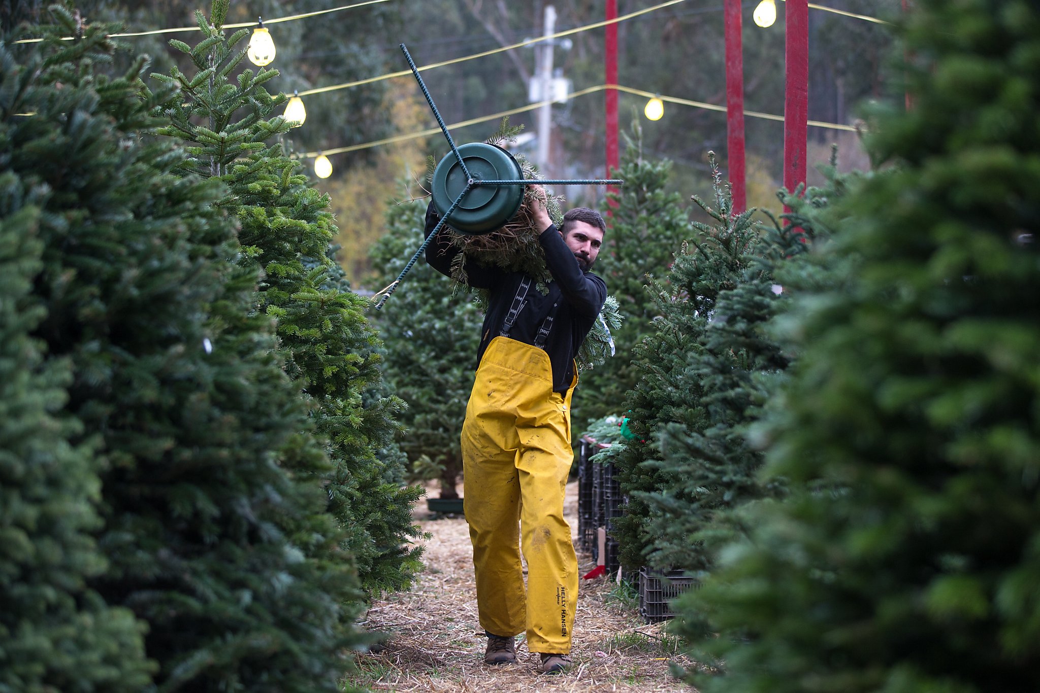 Fighting cancer on Christmas tree lot