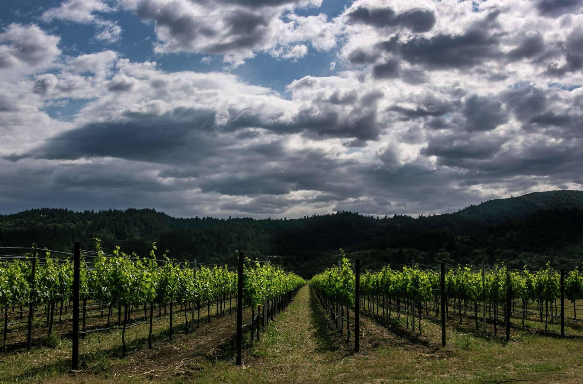 How Entrepreneur Robert Mondavi Changed Wine Forever