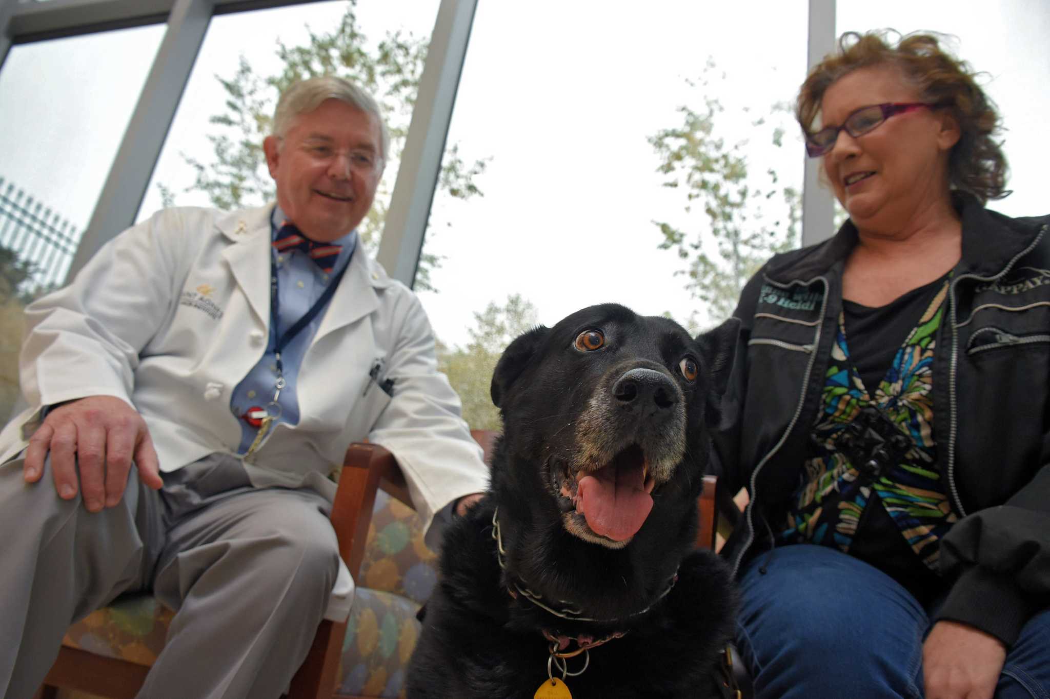 Dogs’ superior sense of smell can detect cancers