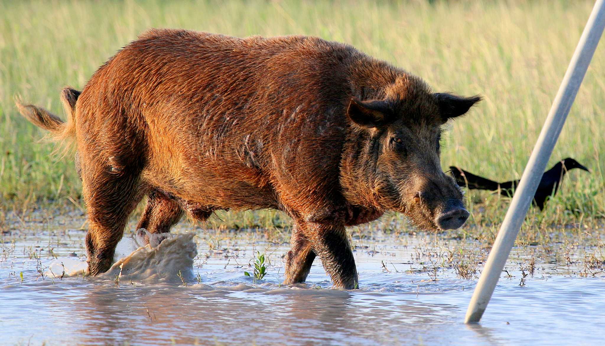 Mmm...bacon: Meat production helps offset wild pig problem