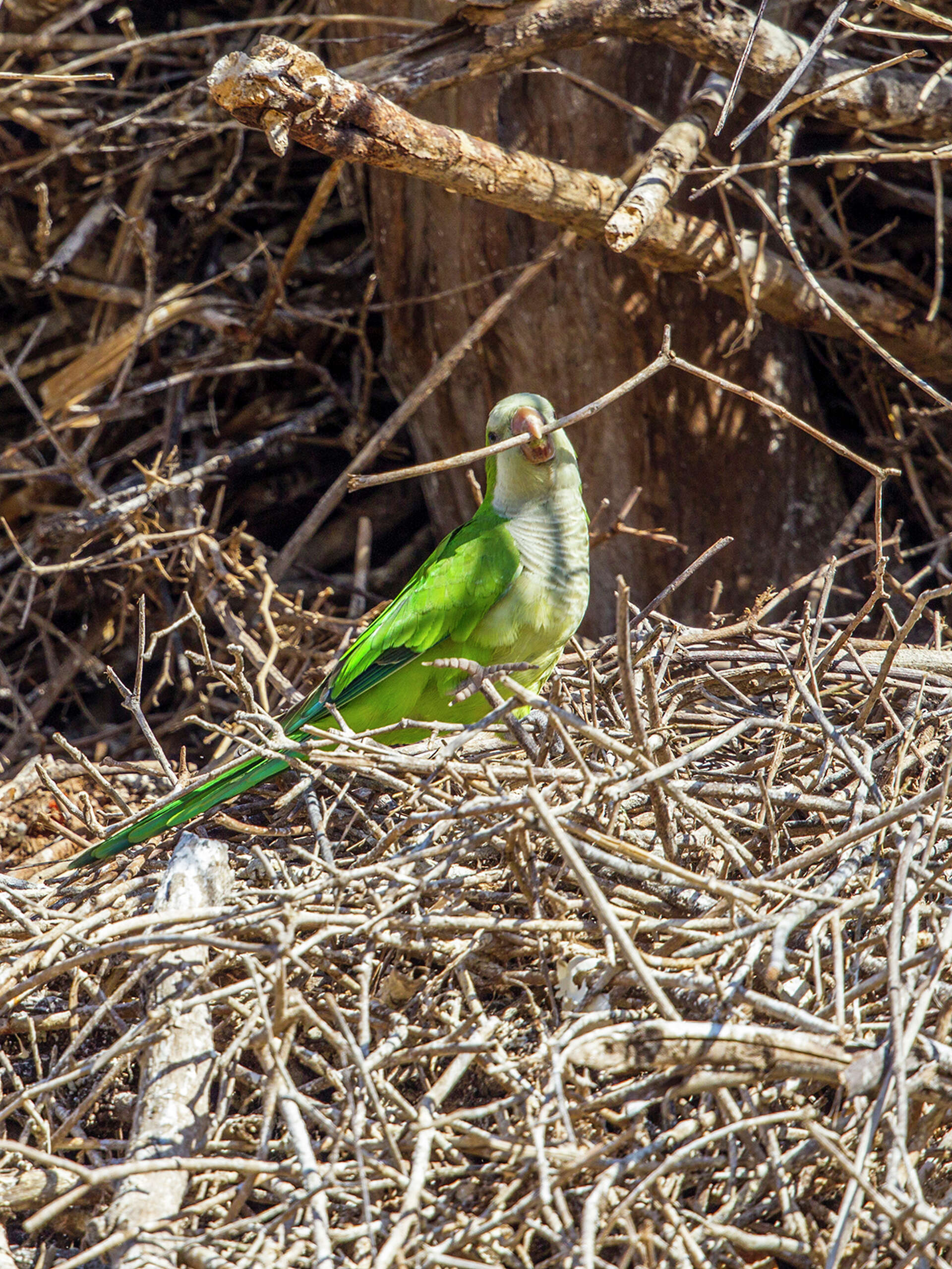 Monk parakeets are a fun, outdoor surprise
