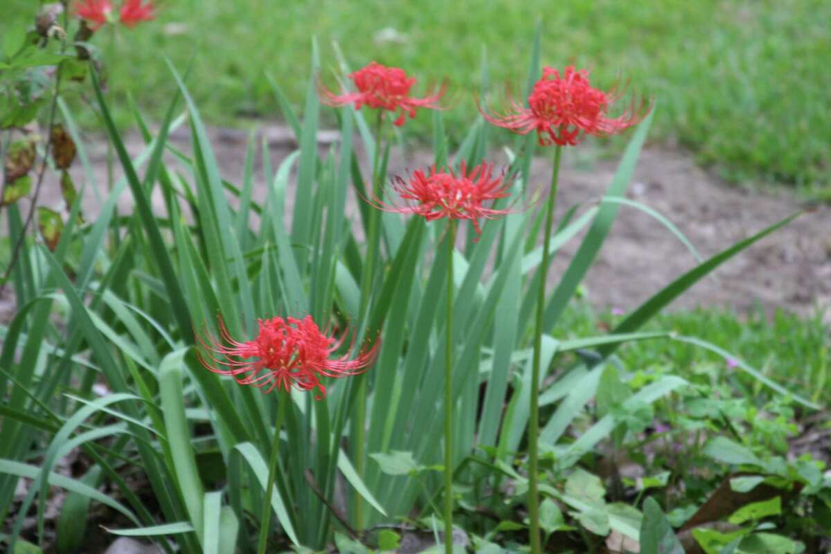 Turn the soggy spot in your yard into a rain garden