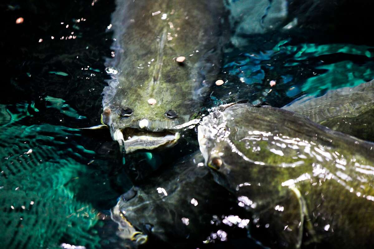 Dive inside Cal Academy's Flooded Forest fish tank with us