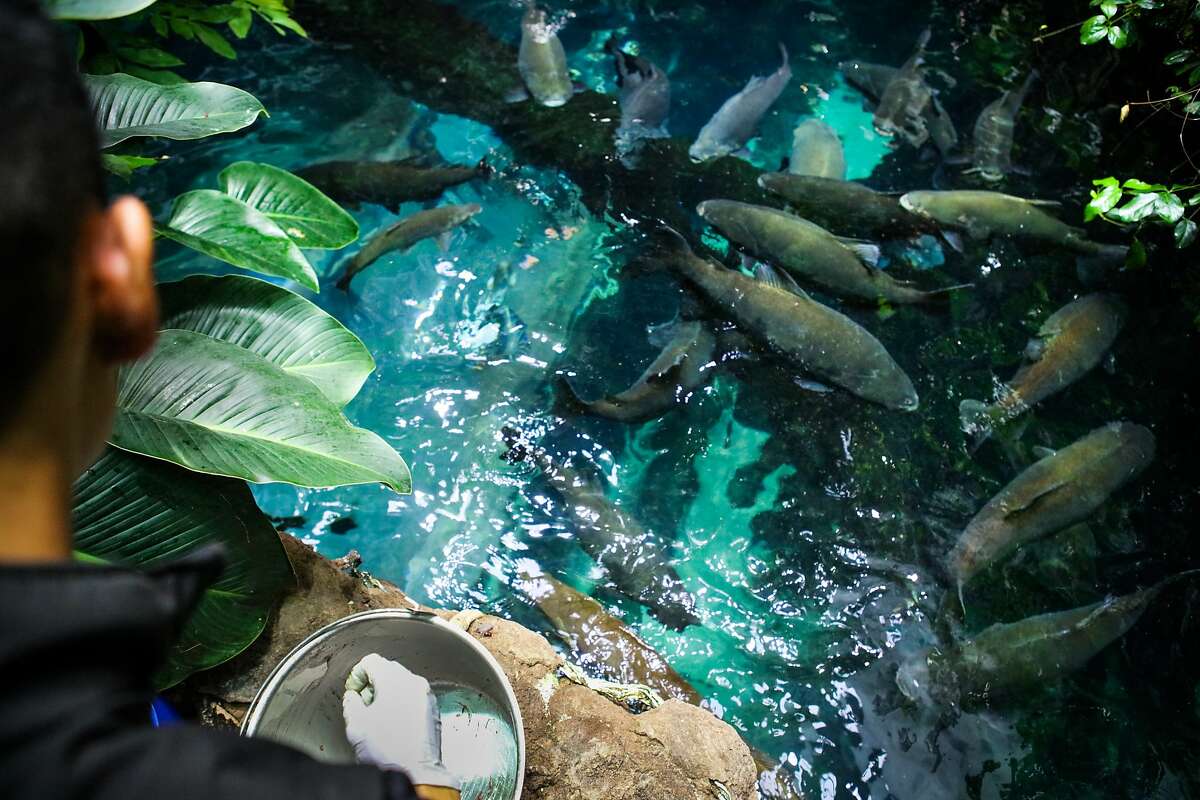 Dive inside Cal Academy's Flooded Forest fish tank with us