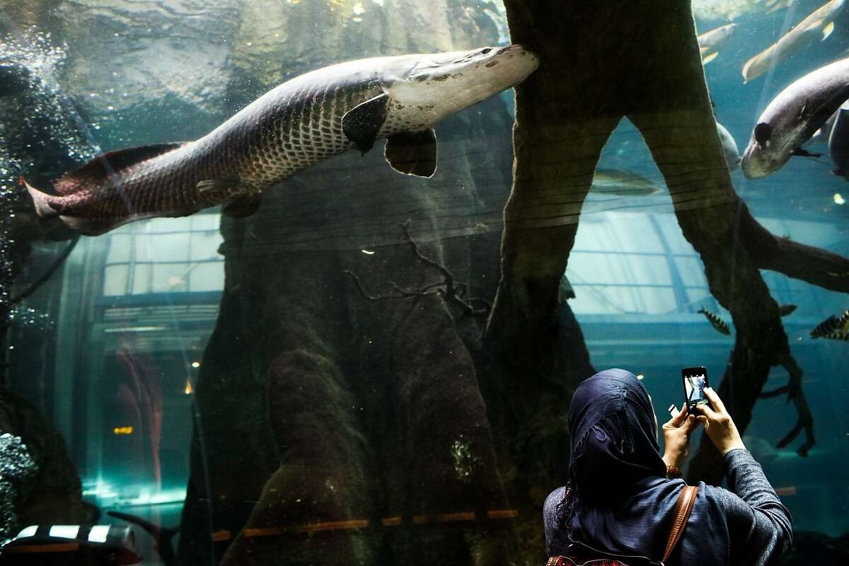Dive inside Cal Academy's Flooded Forest fish tank with us