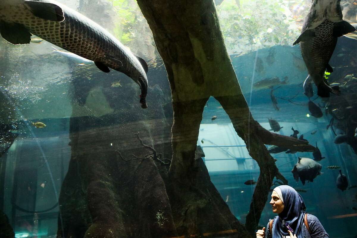 Dive inside Cal Academy's Flooded Forest fish tank with us